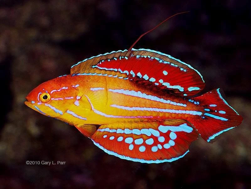 Carpenter's Flasher Wrasse | Maker Scratchpad YouTube Wiki | Fandom