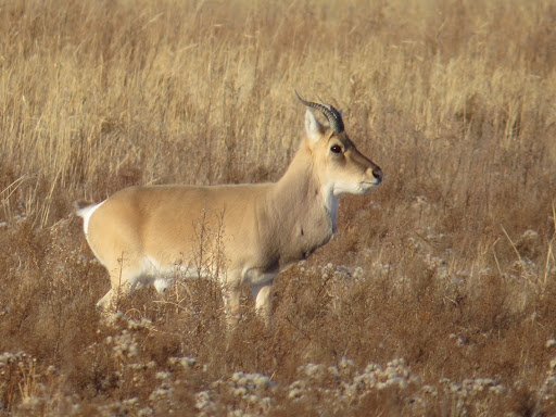 Mongolian Gazelle Maker Scratchpad Youtube Wiki Fandom