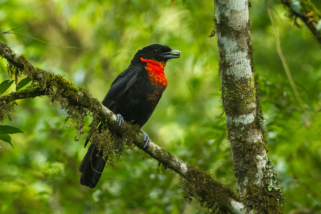 Red Ruffed Fruitcrow Maker Scratchpad Youtube Wiki Fandom
