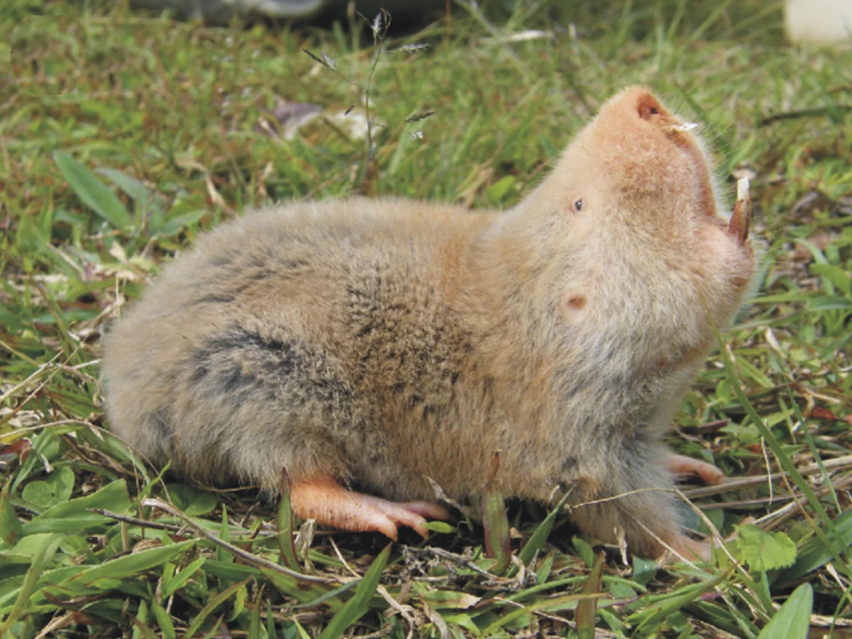 Silvery Mole-Rat | Maker Scratchpad YouTube Wiki | Fandom