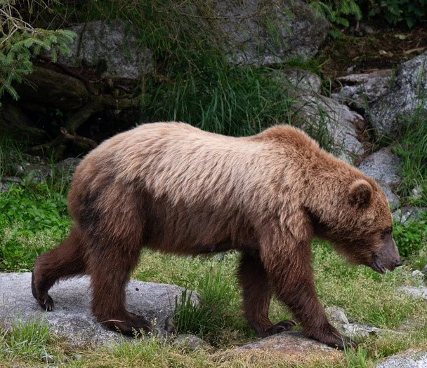 ABC Islands Bear | Maker Scratchpad YouTube Wiki | Fandom