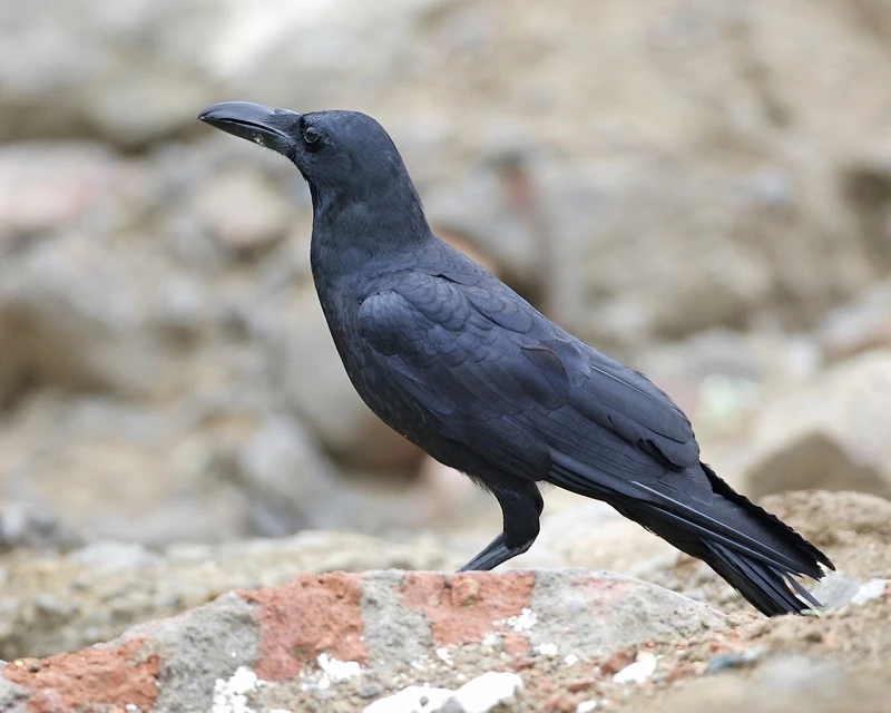 Carrion Crow | Maker Scratchpad YouTube Wiki | Fandom