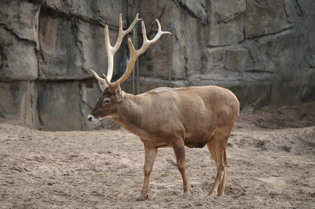 Thorold's Deer | Maker Scratchpad YouTube Wiki | Fandom