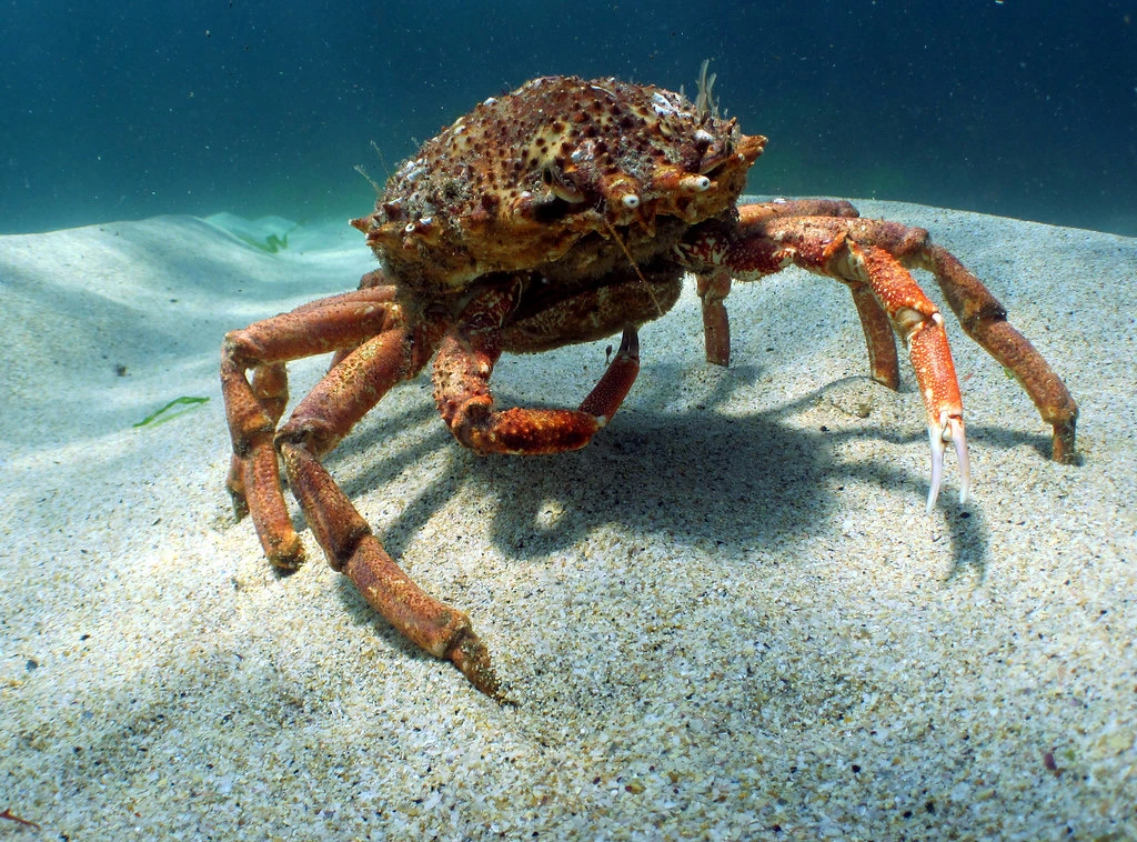 Common Spider Crab | Maker Scratchpad YouTube Wiki | Fandom