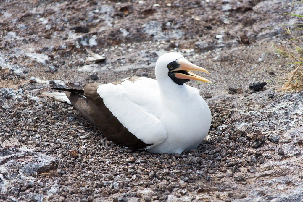 Masked Booby | Maker Scratchpad YouTube Wiki | Fandom