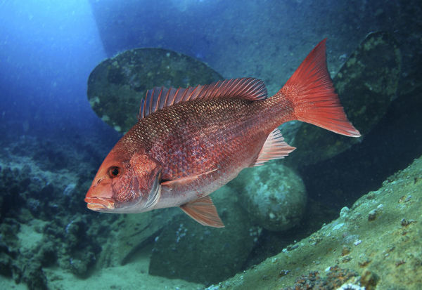 Northern Red Snapper Maker Scratchpad Youtube Wiki Fandom
