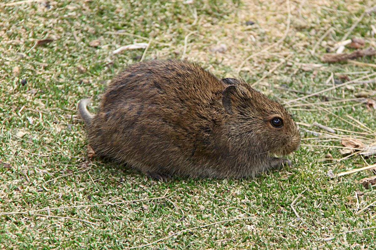 Afroalpine Vlei Rat Maker Scratchpad Youtube Wiki Fandom