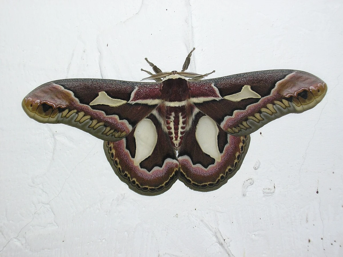 Emperor Moth | Maker Scratchpad YouTube Wiki | Fandom