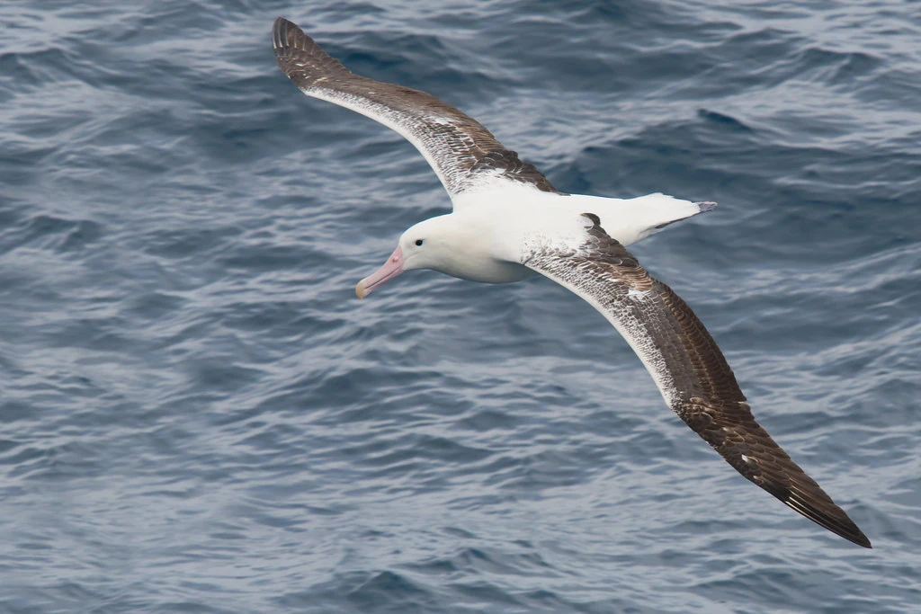 Southern Royal Albatross | Maker Scratchpad YouTube Wiki | Fandom