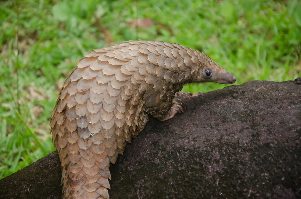Tree Pangolin | Maker Scratchpad YouTube Wiki | Fandom