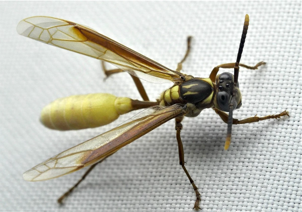 Central American Paper Wasp | Maker Scratchpad YouTube Wiki | Fandom