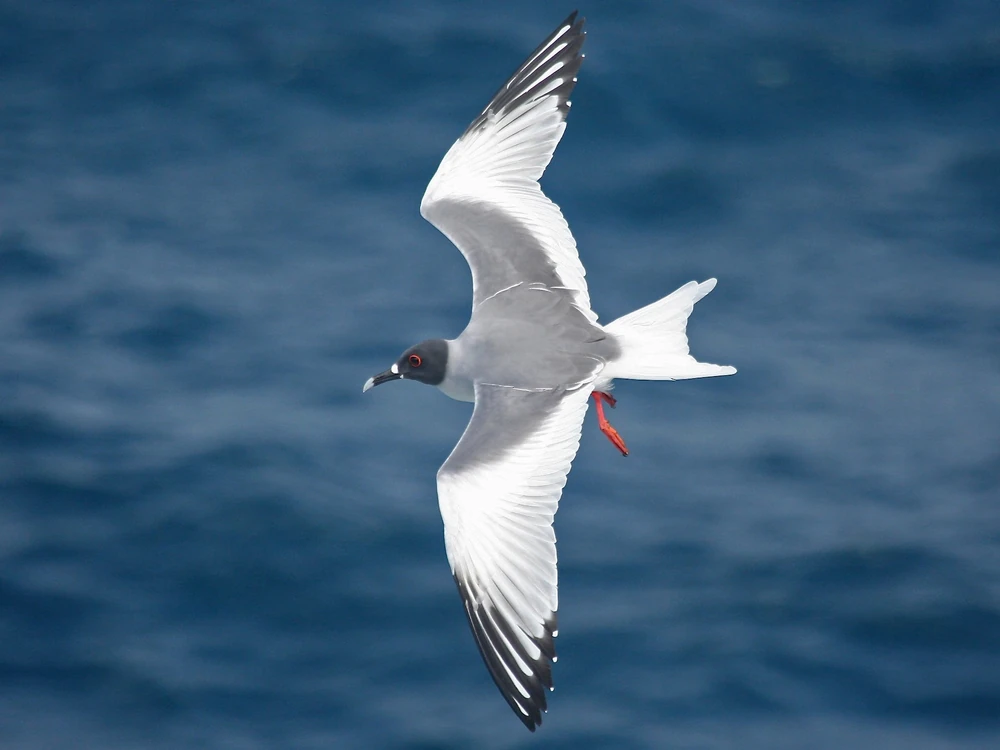 Swallow Tailed Gull Maker Scratchpad Youtube Wiki Fandom