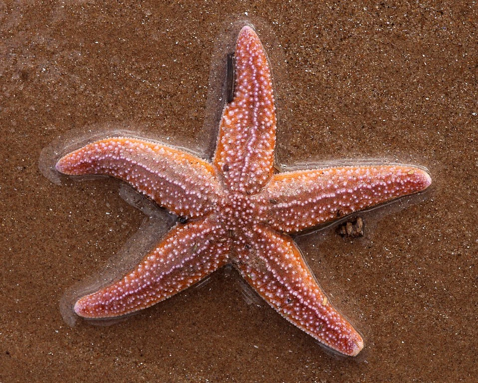 Common Starfish | Maker Scratchpad YouTube Wiki | Fandom