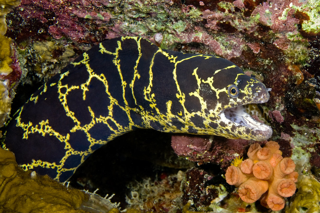 Chain Moray Maker Scratchpad Youtube Wiki Fandom
