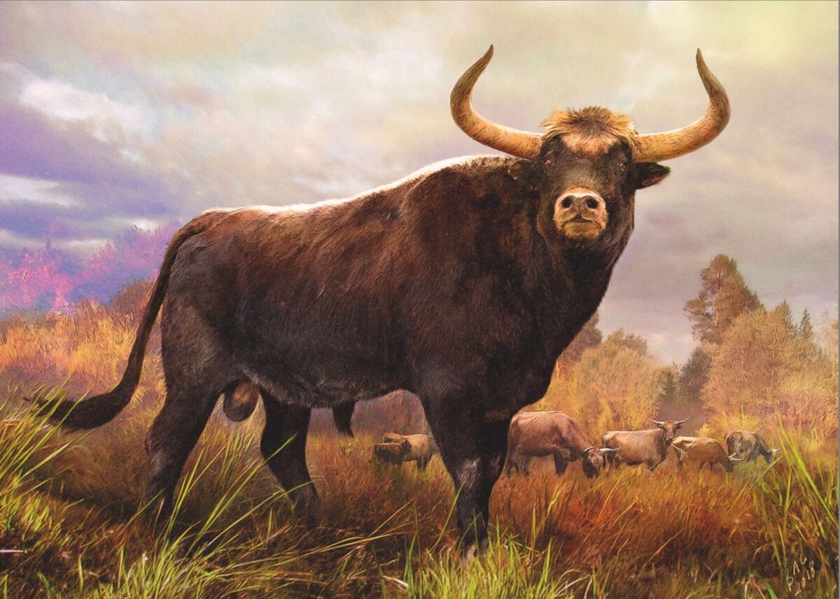 Aurochs Maker Scratchpad Youtube Wiki Fandom