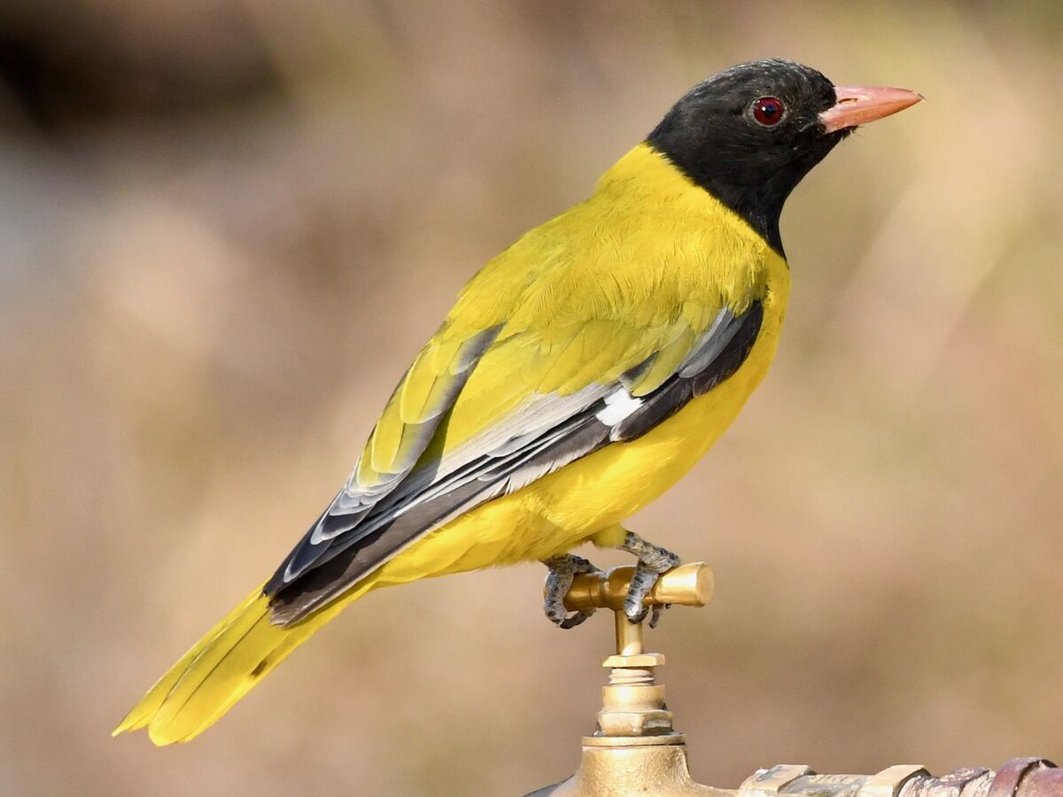 Ethiopian Oriole Maker Scratchpad Youtube Wiki Fandom