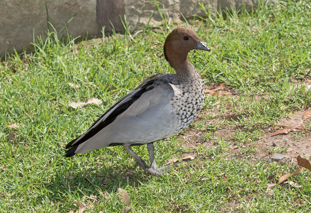 Australian Wood Duck Maker Scratchpad Youtube Wiki Fandom