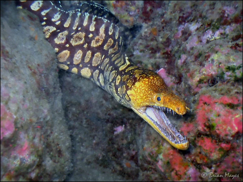 Fangtooth Moray | Maker Scratchpad YouTube Wiki | Fandom