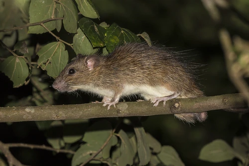 Japen Rat | Maker Scratchpad YouTube Wiki | Fandom