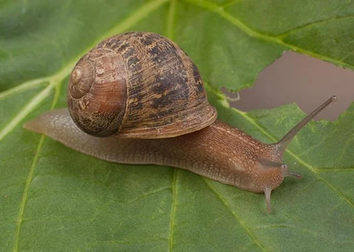 Garden Snail | Maker Scratchpad YouTube Wiki | Fandom
