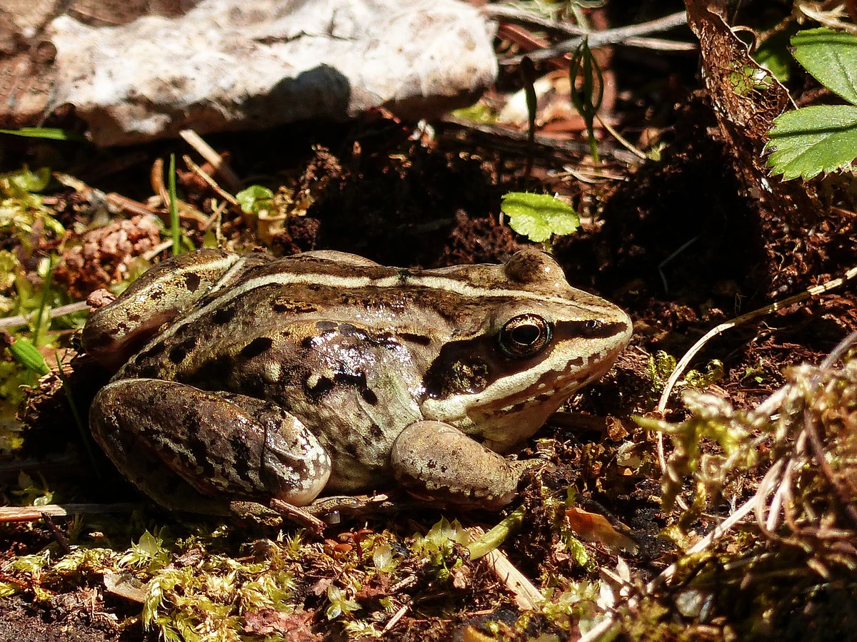 Wood Frog | Maker Scratchpad YouTube Wiki | Fandom