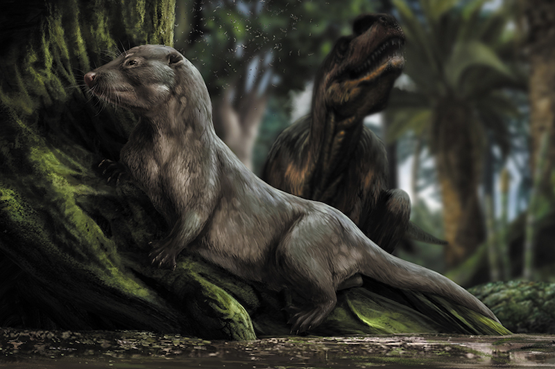 Liaoconodon Maker Scratchpad Youtube Wiki Fandom