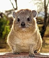 Rock Hyrax | Maker Scratchpad YouTube Wiki | Fandom
