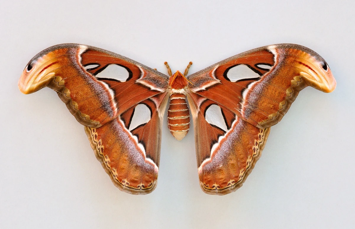 Atlas Moth | Maker Scratchpad YouTube Wiki | Fandom