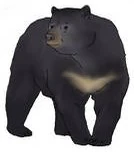 Plionarctos | Maker Scratchpad YouTube Wiki | Fandom