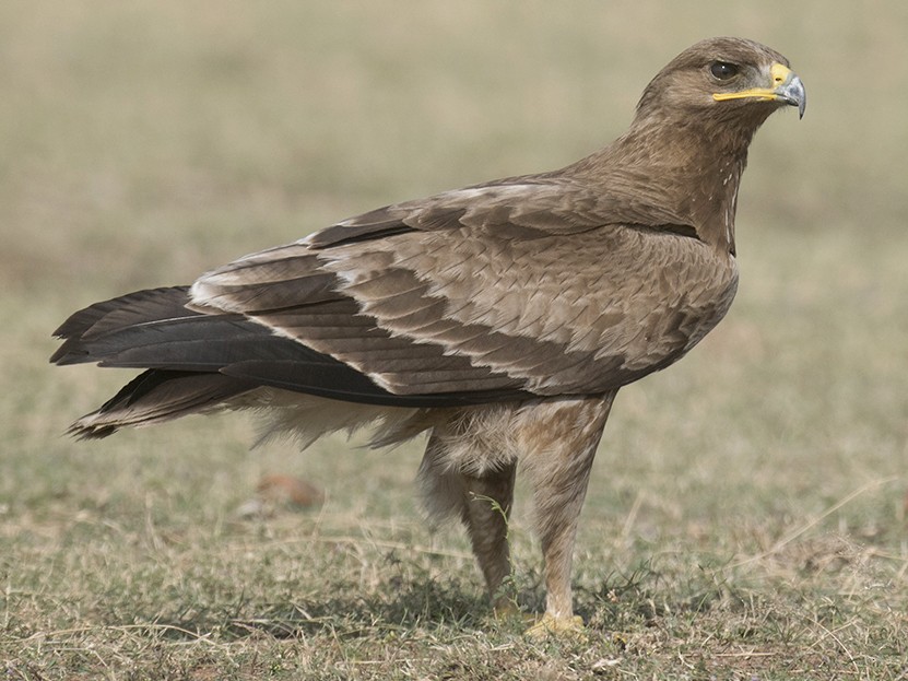 Indian Spotted Eagle Maker Scratchpad Youtube Wiki Fandom