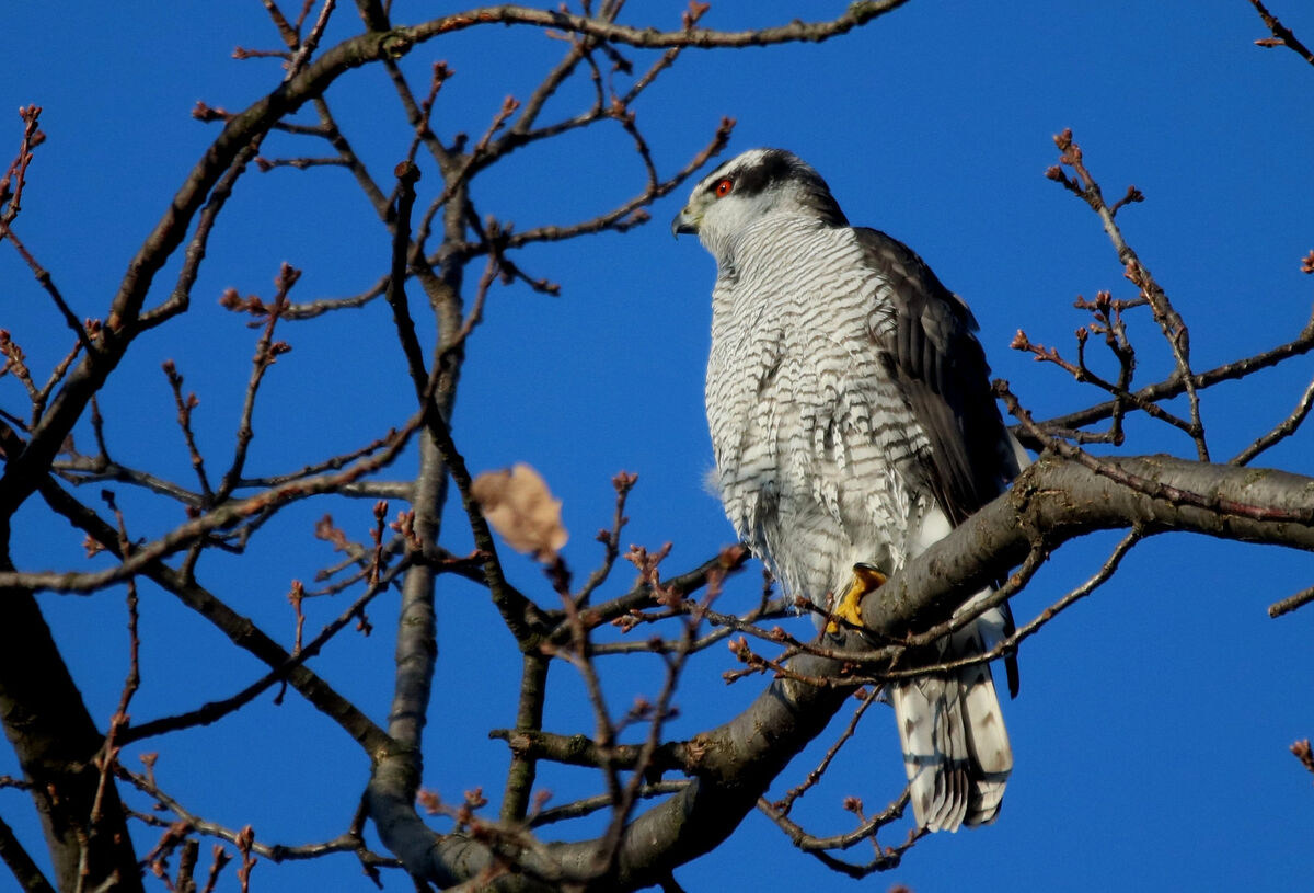 Northern Goshawk Maker Scratchpad Youtube Wiki Fandom