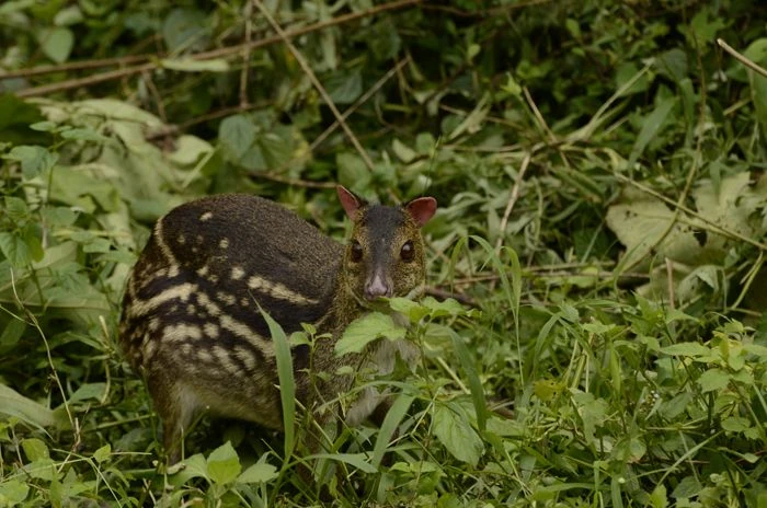 Indian Spotted Chevrotain | Maker Scratchpad YouTube Wiki | Fandom