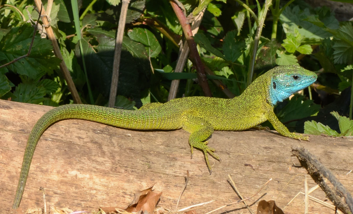 European Green Lizard | Maker Scratchpad YouTube Wiki | Fandom
