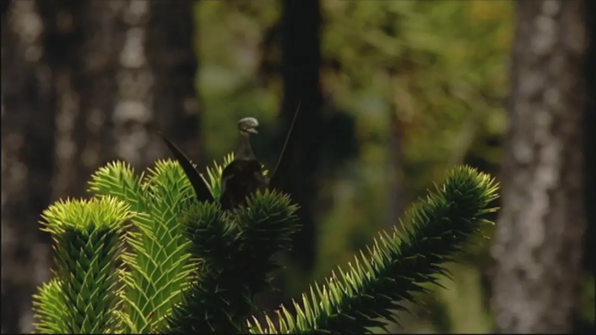 Anurognathus | Maker Scratchpad YouTube Wiki | Fandom