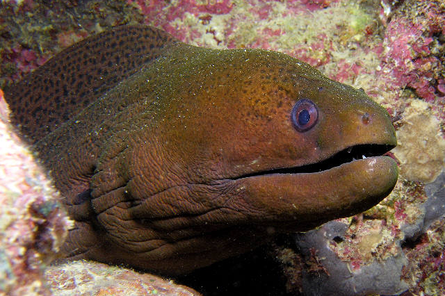 Giant Moray Maker Scratchpad Youtube Wiki Fandom