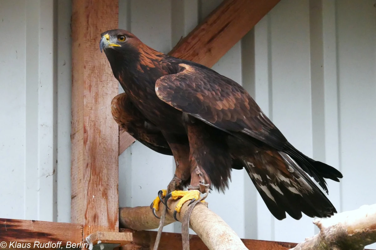 Asian Golden Eagle | Maker Scratchpad YouTube Wiki | Fandom