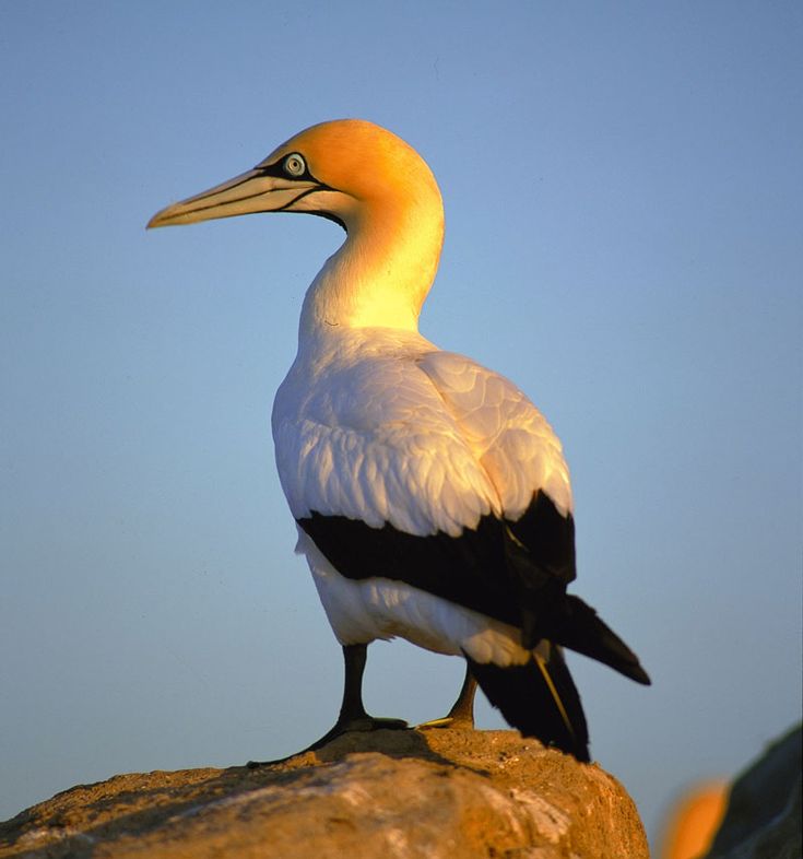 Cape Gannet Maker Scratchpad Youtube Wiki Fandom