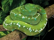 Green Tree Python | Maker Scratchpad YouTube Wiki | Fandom