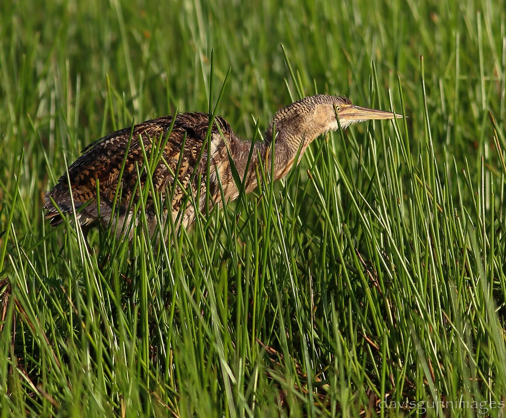 Pinnated Bittern | Maker Scratchpad YouTube Wiki | Fandom