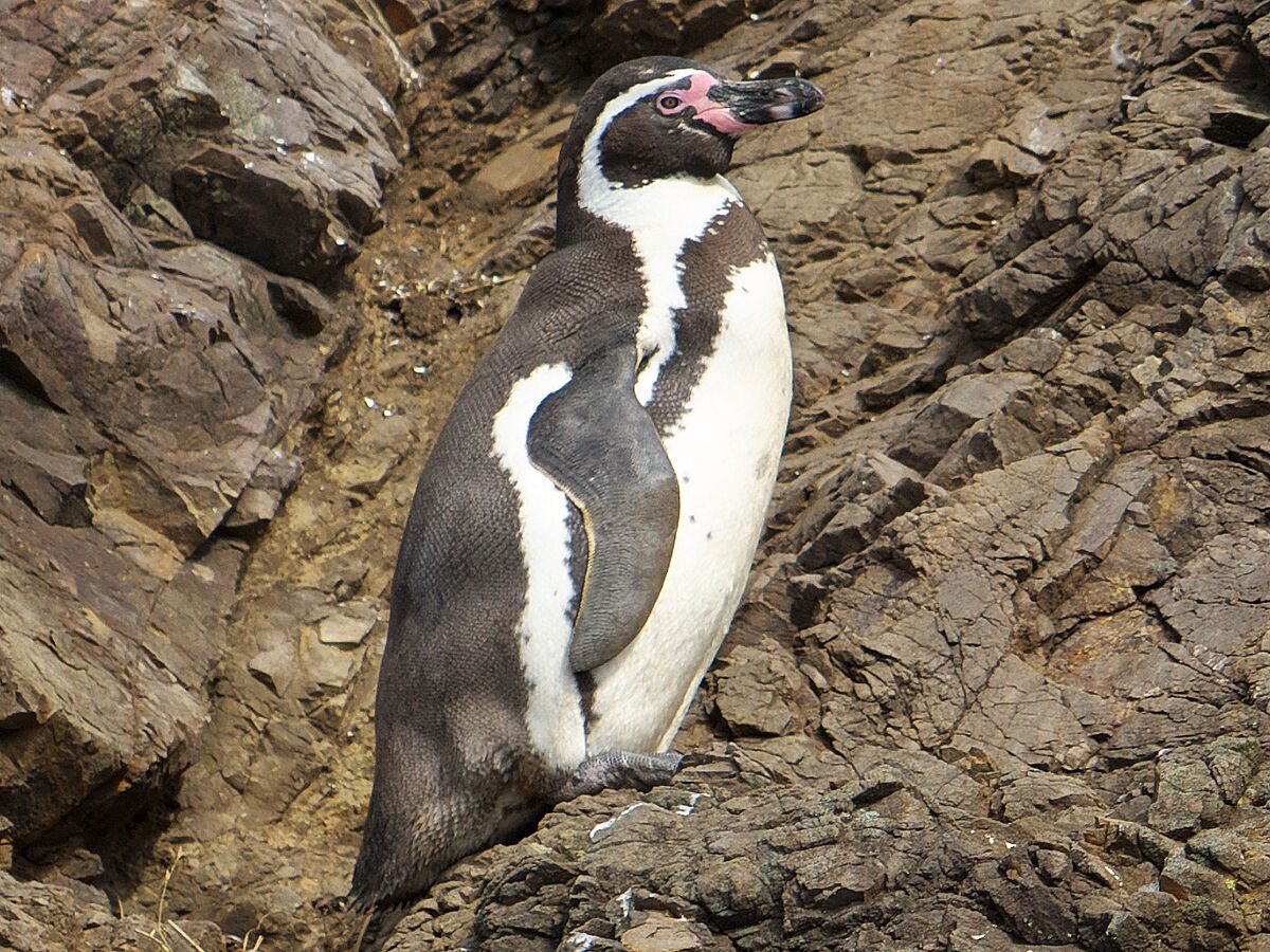 Humboldt Penguin Maker Scratchpad Youtube Wiki Fandom