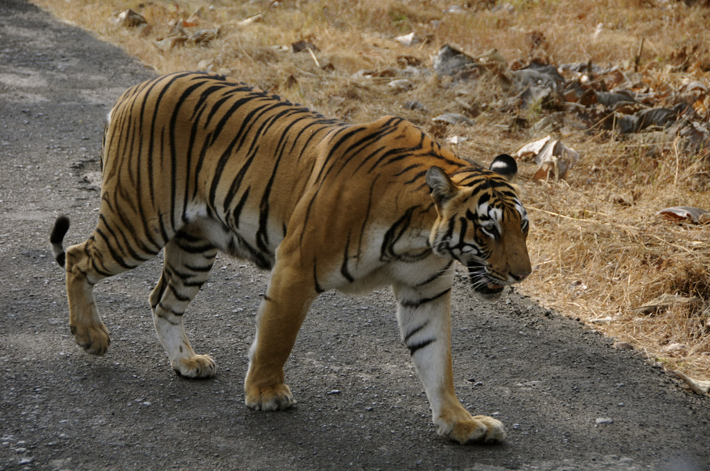 Bengal Tiger Maker Scratchpad Youtube Wiki Fandom