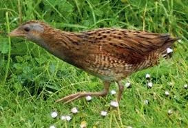 Eofringillirostrum | Maker Scratchpad YouTube Wiki | Fandom