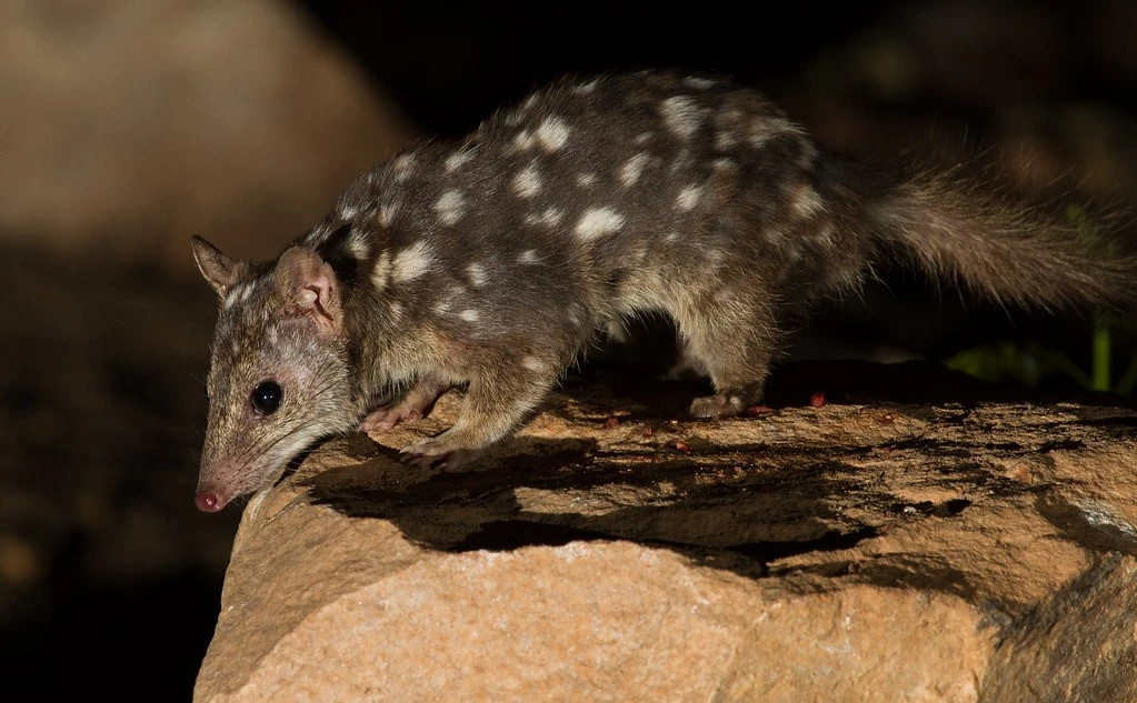 Northern Quoll | Maker Scratchpad YouTube Wiki | Fandom