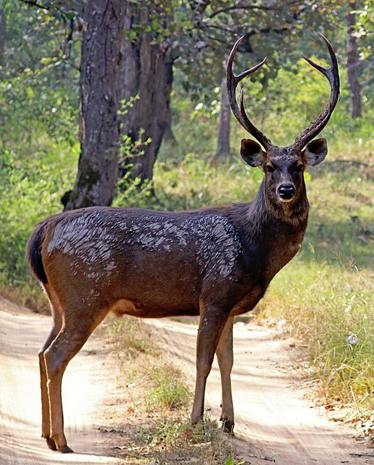 Sambar Deer Maker Scratchpad Youtube Wiki Fandom