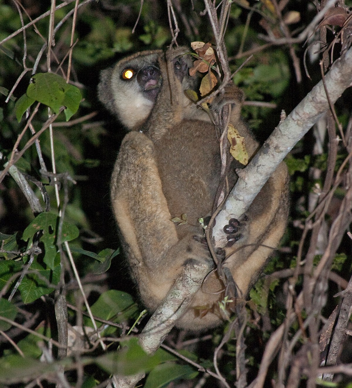 Western Woolly Lemur Maker Scratchpad Youtube Wiki Fandom