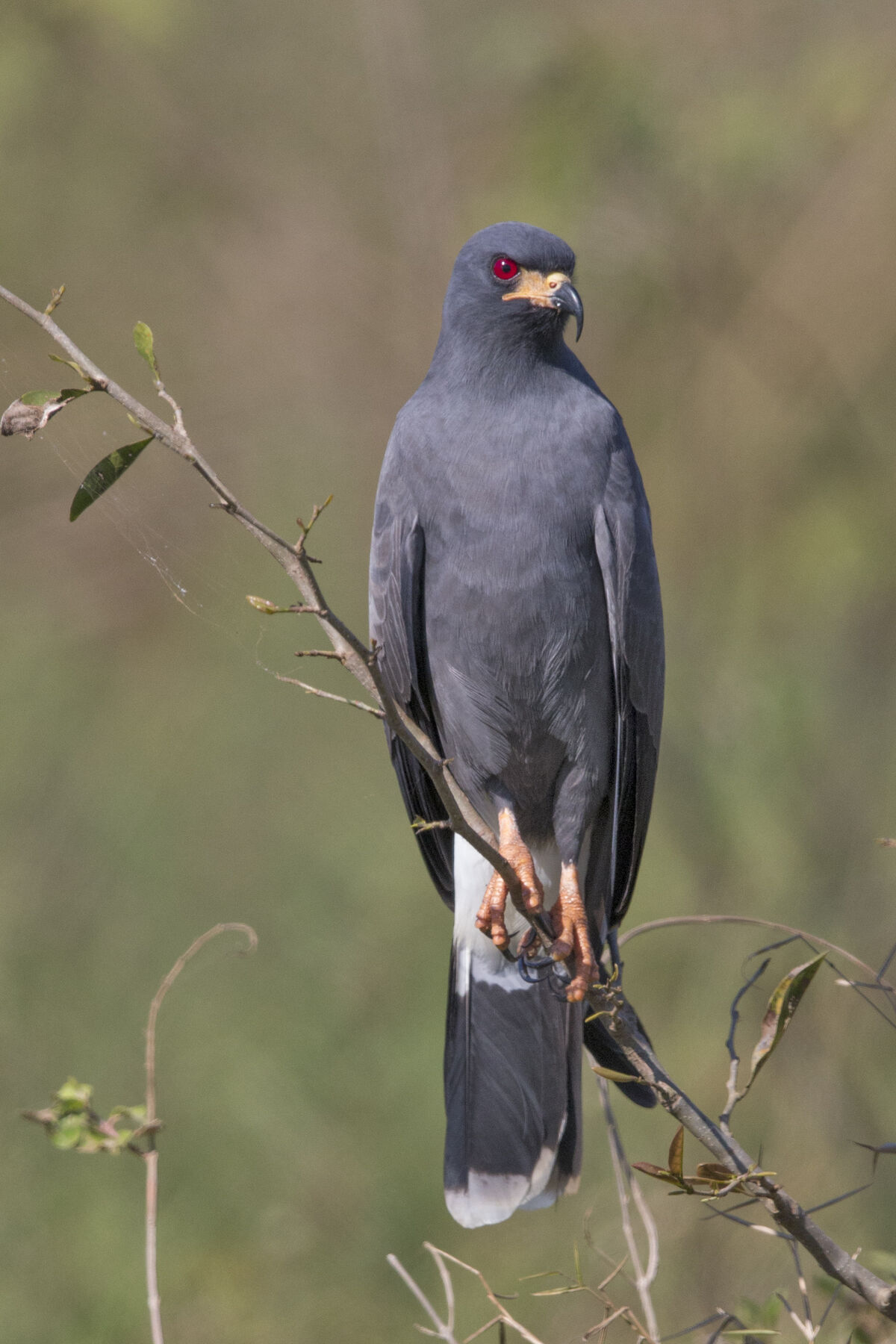 Snail Kite Maker Scratchpad Youtube Wiki Fandom