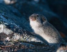 Arctic Lemming | Maker Scratchpad YouTube Wiki | Fandom