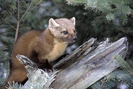 American Marten | Maker Scratchpad YouTube Wiki | Fandom
