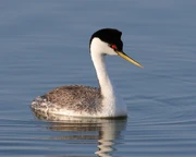 Western Grebe | Maker Scratchpad YouTube Wiki | Fandom