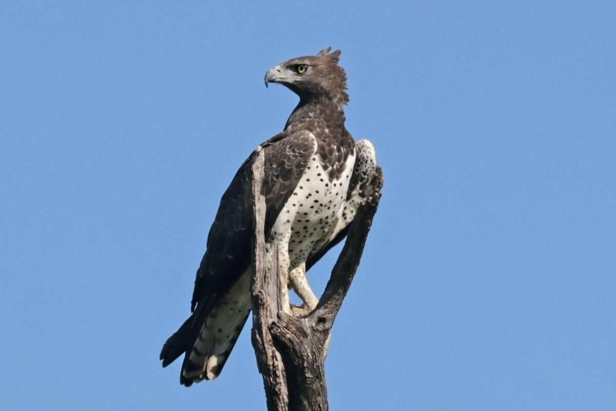 Martial Eagle Maker Scratchpad Youtube Wiki Fandom